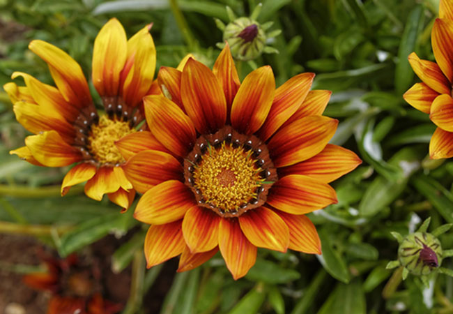Gazania Krebsiana {Gousblom}