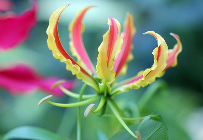 Gloriosa Superba {Flame Lily}
