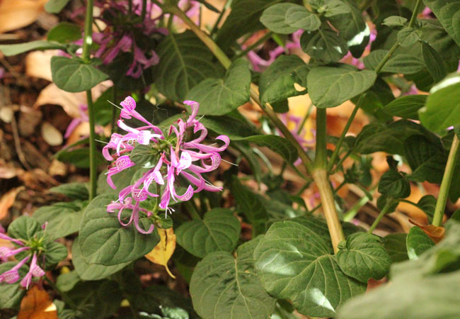 Hypoestes Aristata {Ribbon Bush}