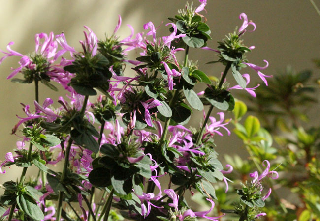 Hypoestes Aristata {Ribbon Bush}