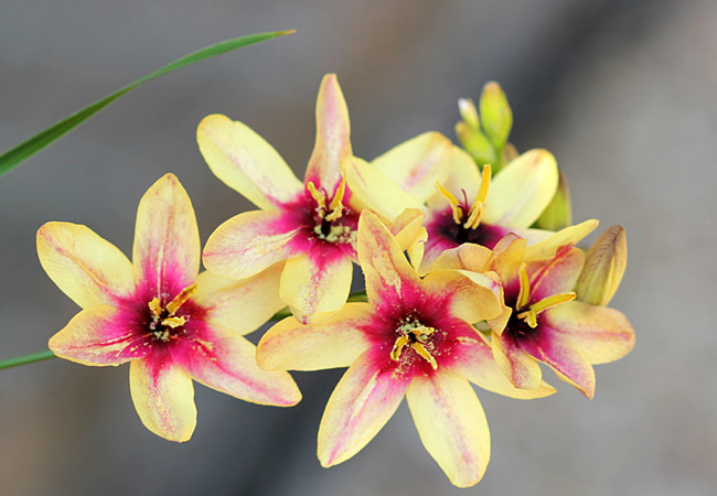 Ixia Genus {Ixia}