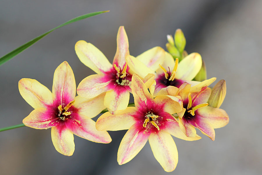Ixia genus
