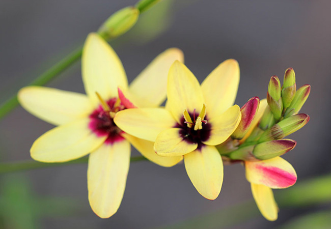 Ixia Genus {Ixia}