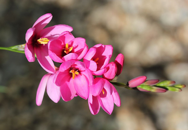 Ixia genus