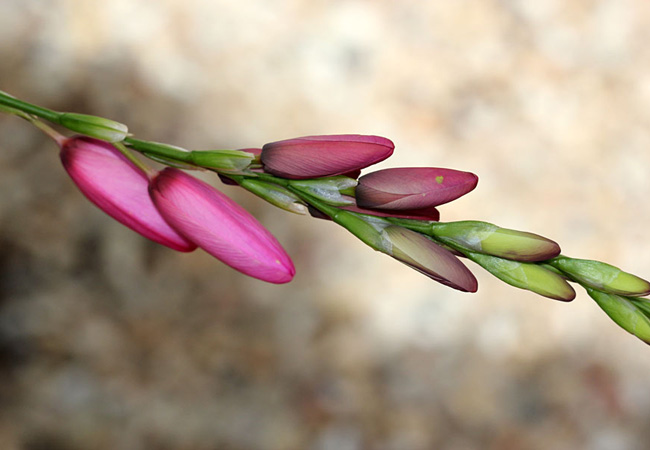 Ixia Genus {Ixia}