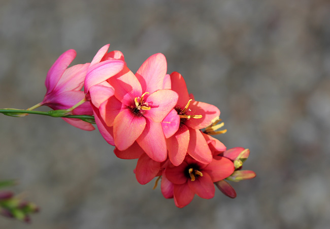 Ixia Genus {Ixia}