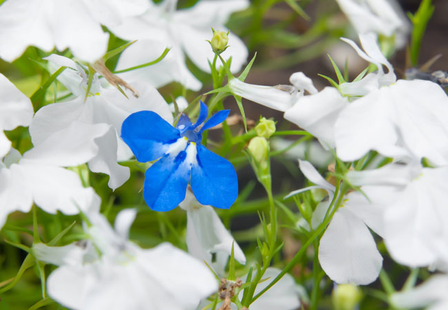 Lobelia Erinus {Lobeliaceae}