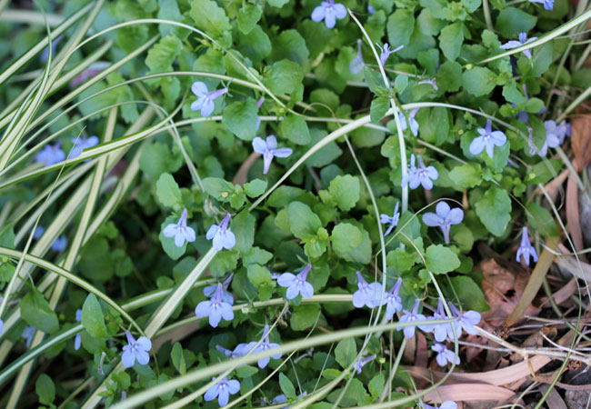 Lobelia Erinus {Lobeliaceae}