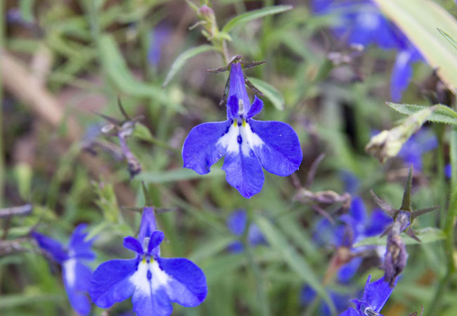 Lobelia Erinus {Lobeliaceae}