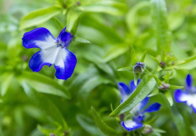 Lobelia Erinus {Lobeliaceae}