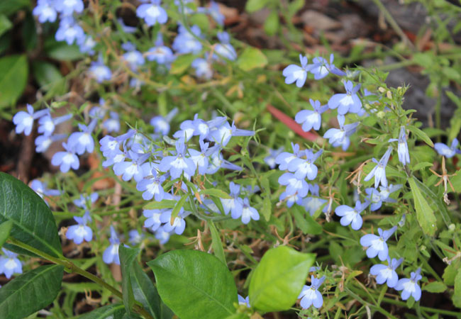 Lobelia Erinus {Lobeliaceae}