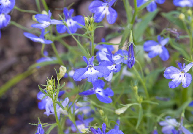 Lobelia Erinus {Lobeliaceae}