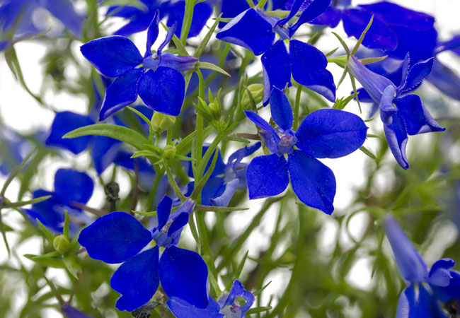 Lobelia Erinus {Lobeliaceae}