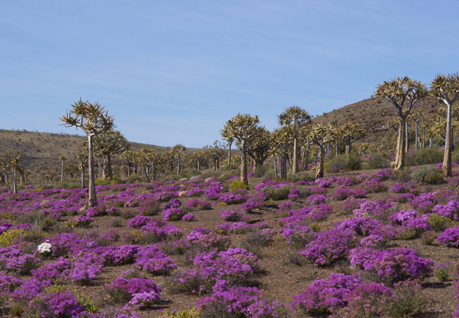 South African Plant Life