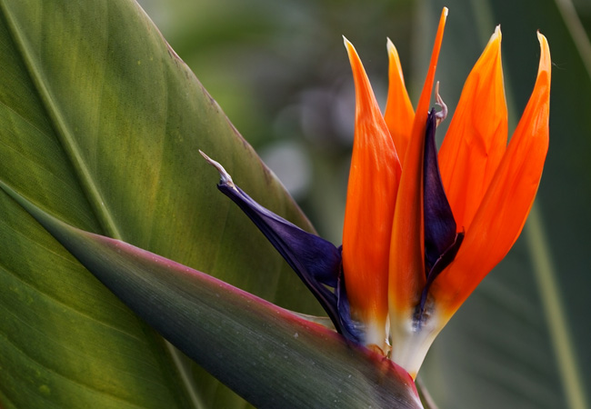 Strelitzia Reginae {Bird of paradise}