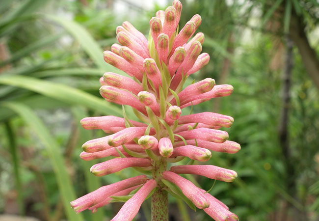 Veltheimia Bracteata {Forest lily}