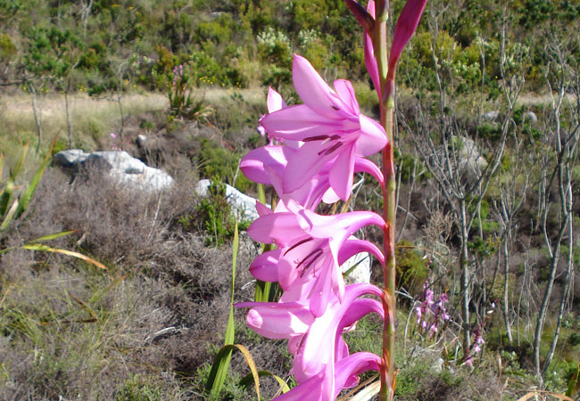 Watsonia {Bugle Lily}