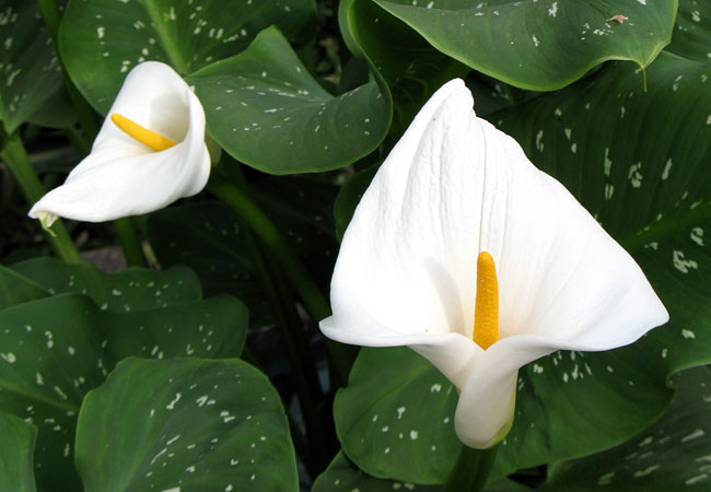 Zantedeschia Aethiopica {Arum lily}