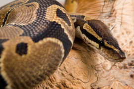 Visit Perry's Bridge Reptile Park
