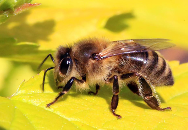 Simply Bee Natural Beeswax Products in Hopefield, Western Cape