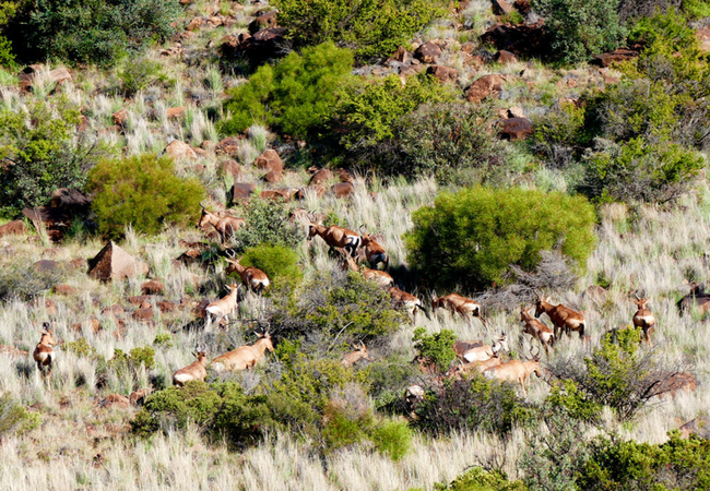 Otterskloof Private Game Reserve in Philippolis, Free State