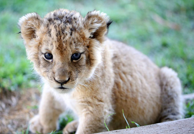 Thanda Tau in Vrede, Free State