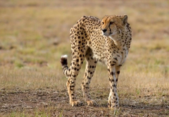 Thanda Tau in Vrede, Free State