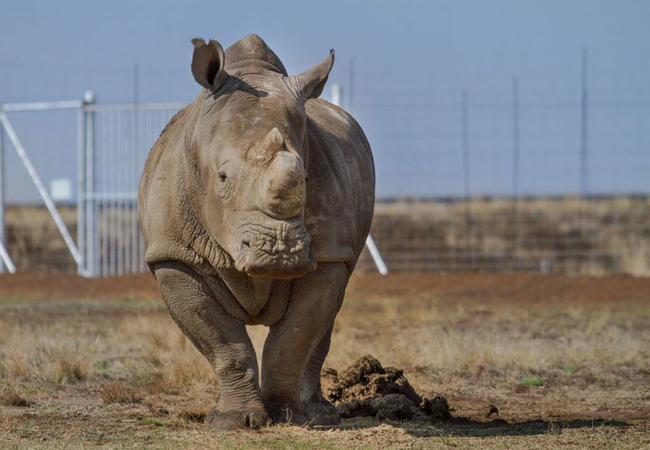 Thanda Tau in Vrede, Free State