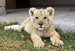 Thanda Tau in Vrede, Free State