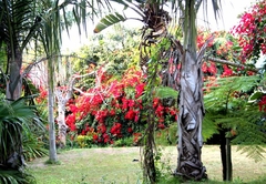 The Laughing Forest in Elysium, KwaZulu Natal