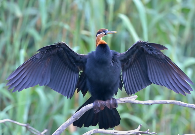 African Darter {Anhinga rufa}