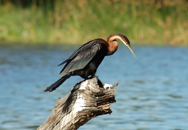 African Darter {Anhinga rufa}