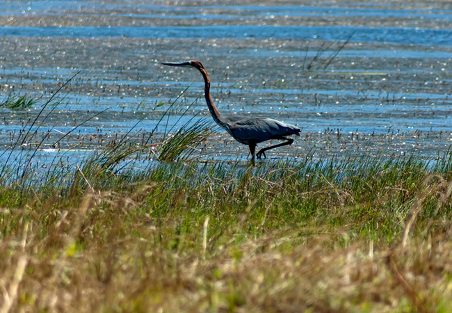 African Darter {Anhinga rufa}