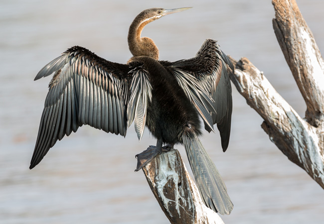African Darter {Anhinga rufa}