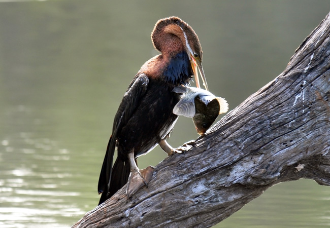 African Darter {Anhinga rufa}