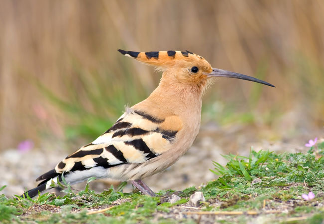 African Hoopoe {Upupa Africana}