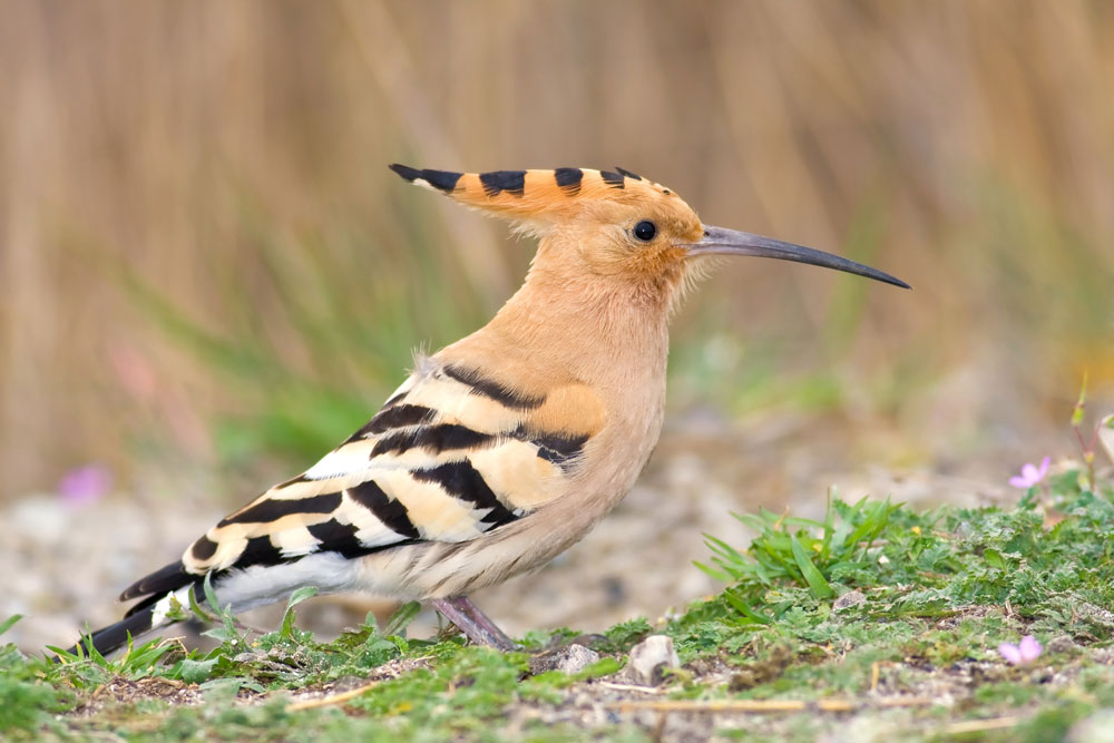 African Hoopoe {Upupa Africana}
