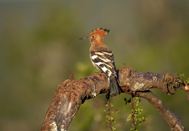 African Hoopoe {Upupa Africana}
