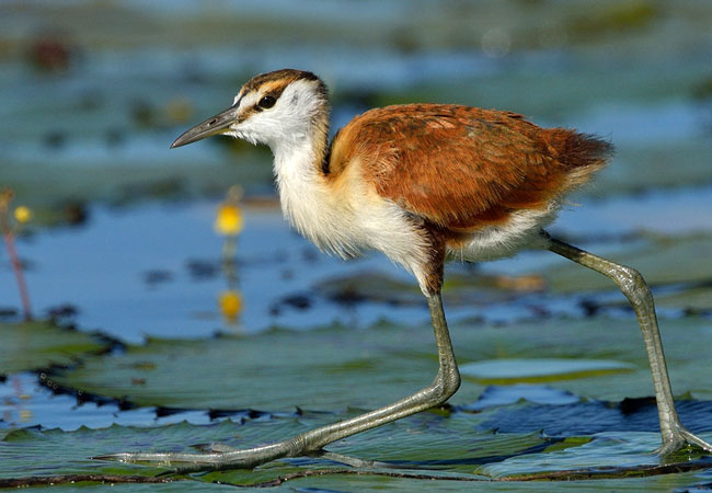 African Jacana {Actophilornis africana}