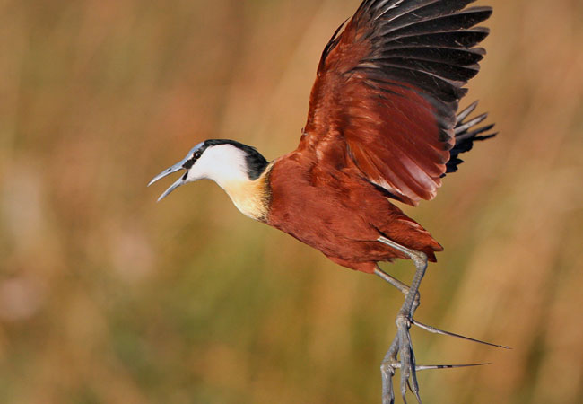 African Jacana {Actophilornis africana}