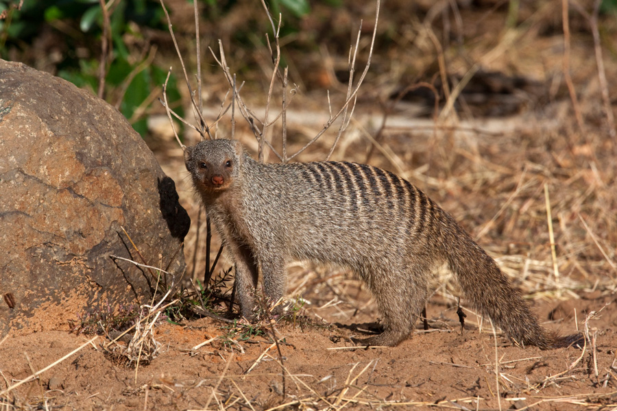Banded Mongoose {Mungos mungo}