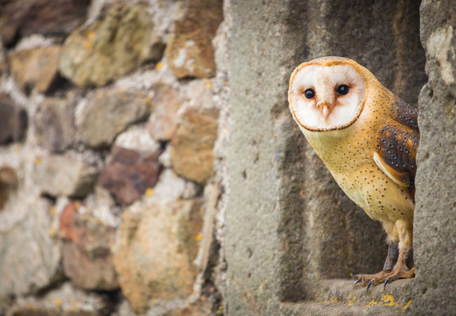 Barn Owl {Tyto albq}