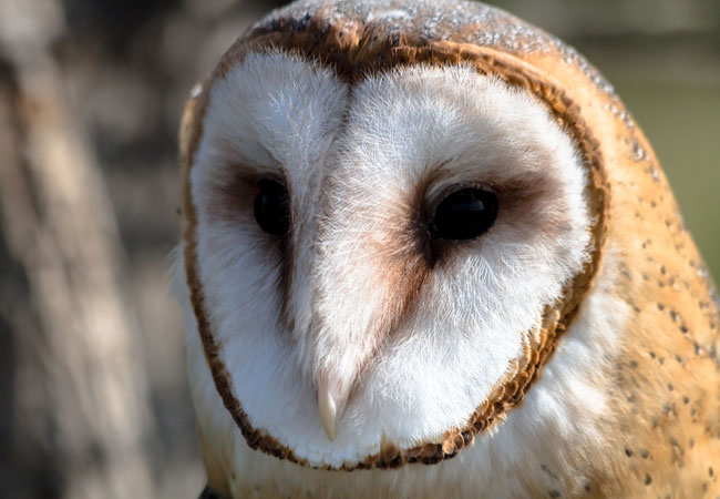 Barn Owl {Tyto albq}