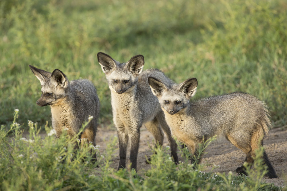 Bat-eared Fox {Otocyon megalotis}