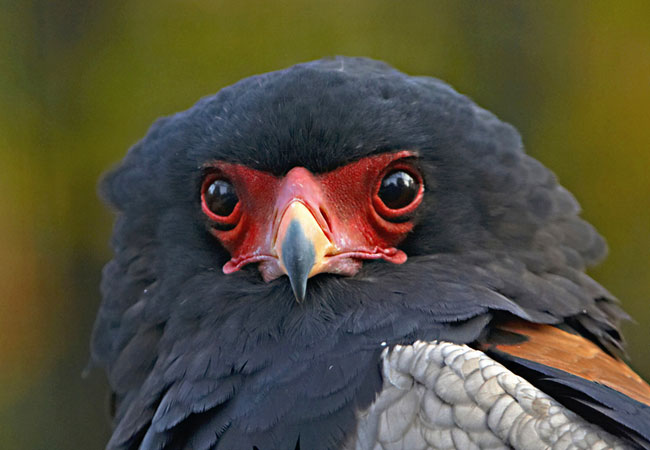 Bateleur Eagle {Terathopius Ecaudatus}
