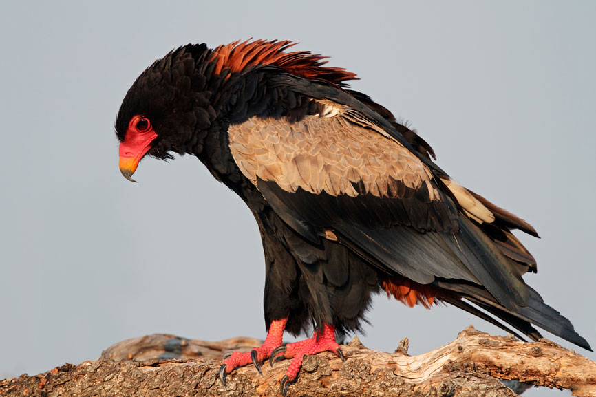 Bateleur Eagle {Terathopius Ecaudatus}