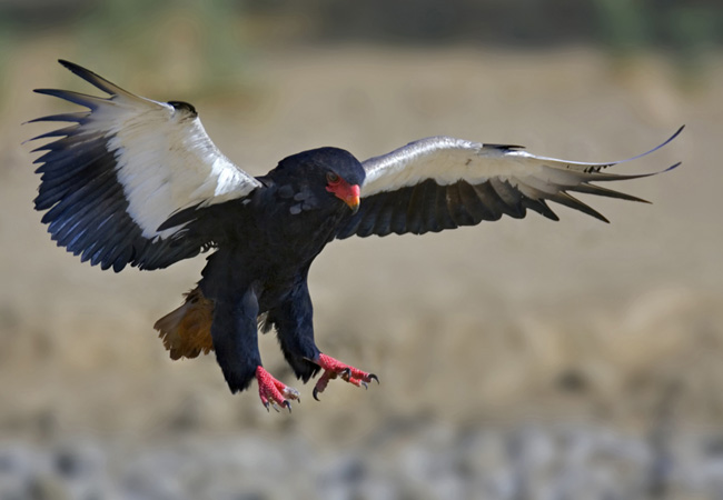 Bateleur Eagle {Terathopius Ecaudatus}