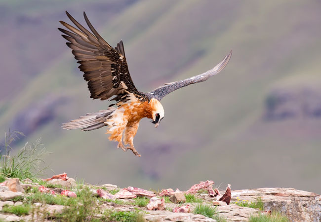 Bearded Vulture {Gypaetus barbatus}
