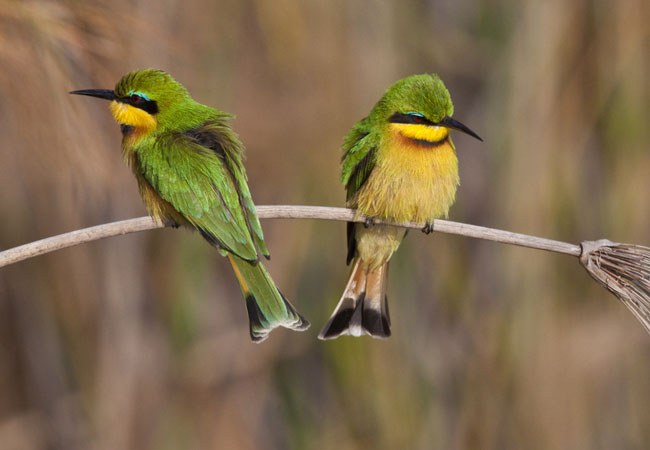 Little Bee-eater {Merops pusillus}