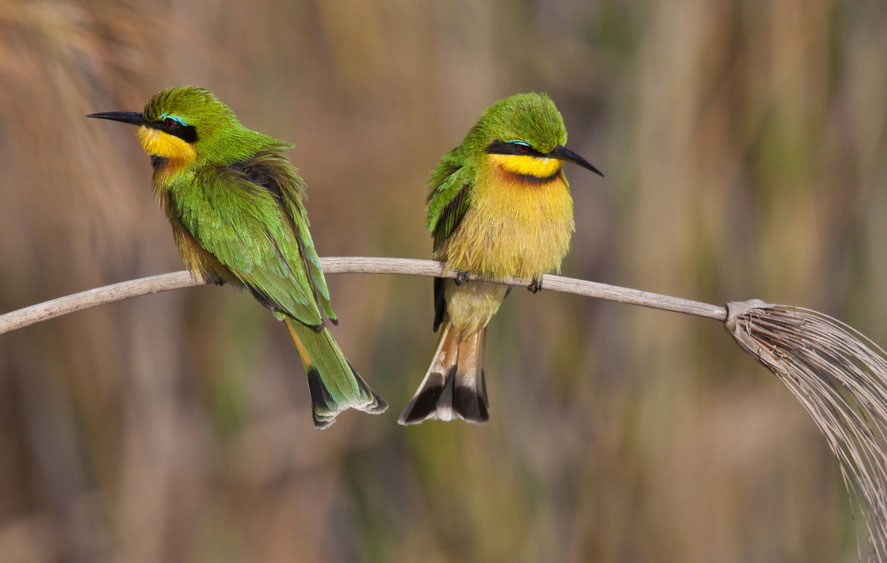 Little Bee Eater
